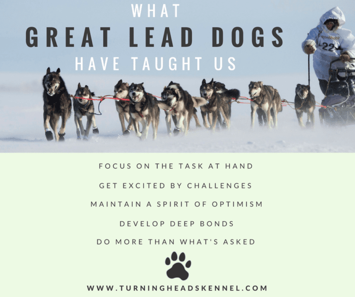 What Great Lead Dogs Have Taught Us About Success - Turning Heads Kennel