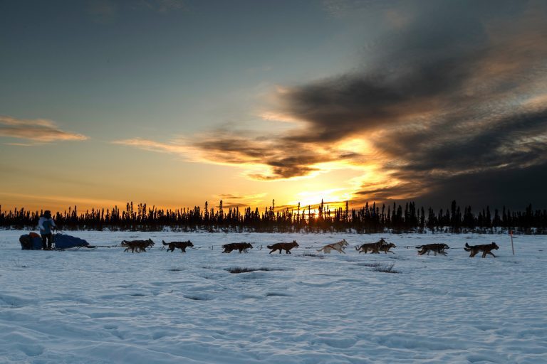 Everything You Need to Know About Iditarod Sled Dog Race