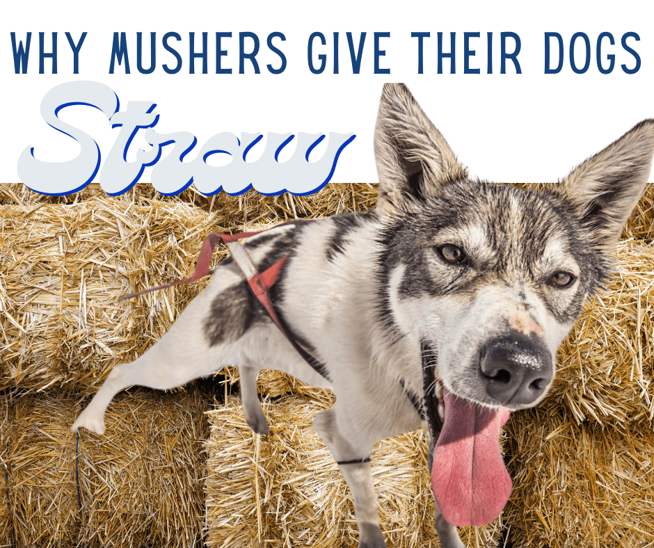 Why Mushers Give Their Sled Dogs Straw - Turning Heads Kennel