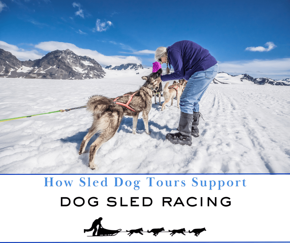 How Sled Dog Tours Support the World of the Dog Sled Racing