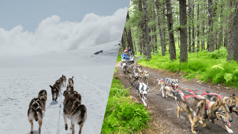 Alaska Dog Sled Tours | Turning Heads Kennel