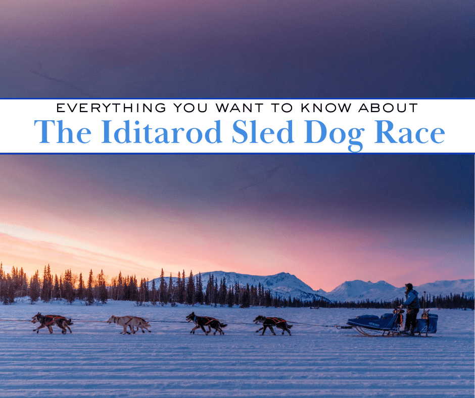 Everything You Need to Know About Iditarod Sled Dog Race